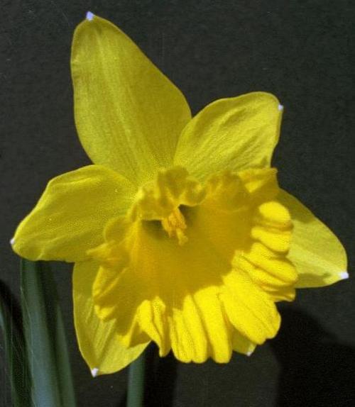 Flower Image Detection 2 Object Detection Dataset And Pre Trained Model