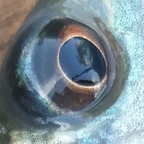fish freshness Object Detection Model by Mini Project