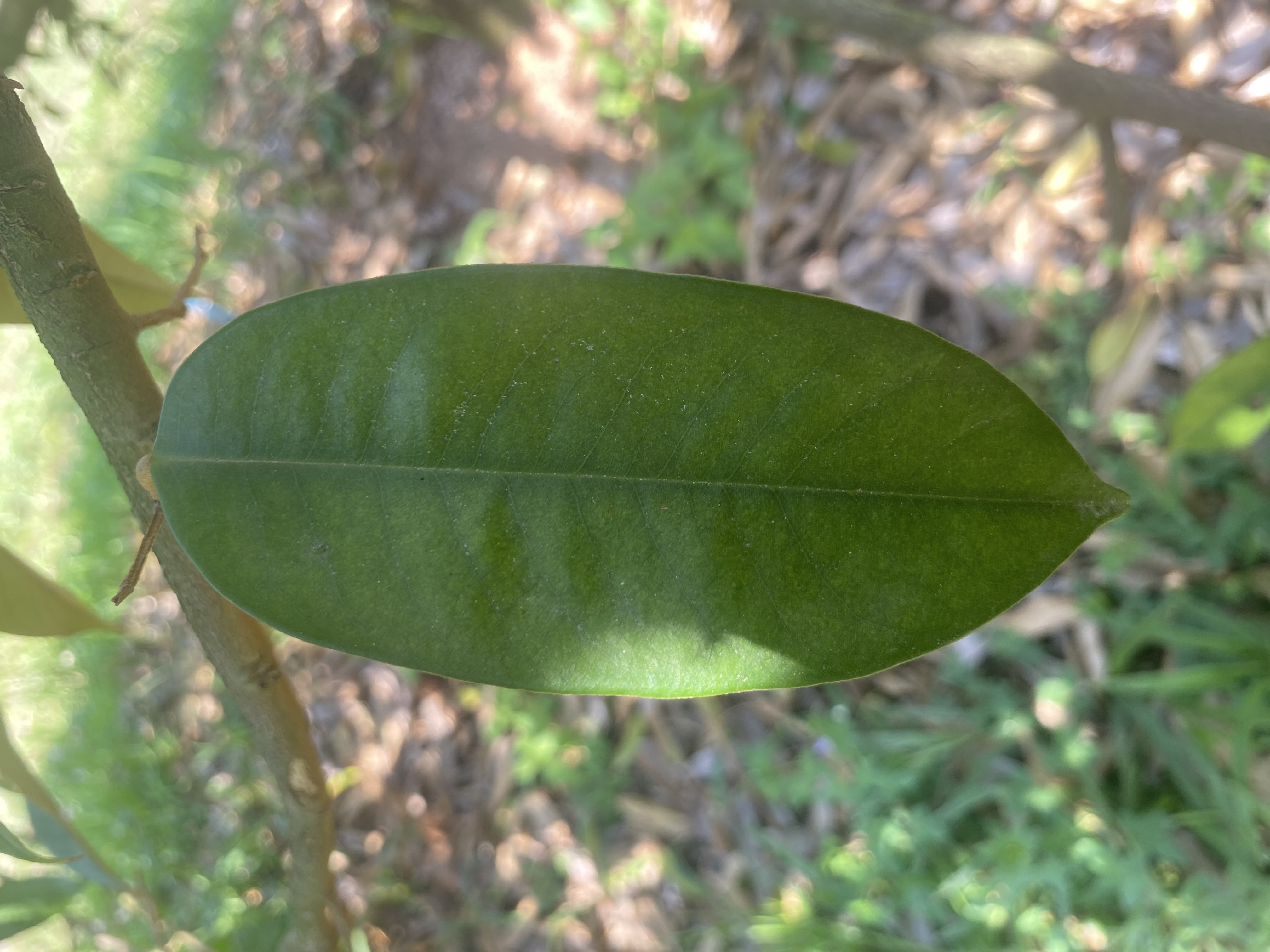 How to Use the Durian-Leaves-Detection Object Detection API