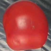 Tomatoes Dectection Object Detection Dataset and Pre-Trained Model by Tomatoes