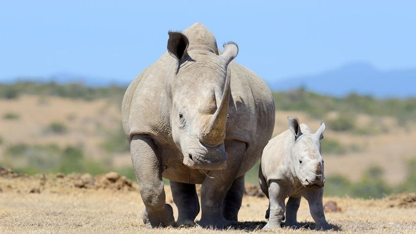 Endangered animals in Namibia Object Detection Dataset by Ngunga Alex K