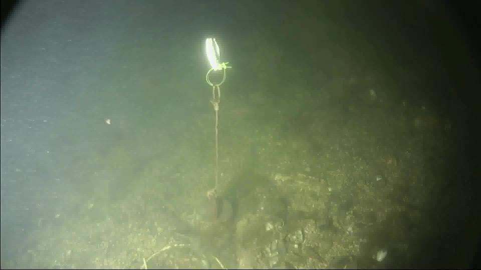 Underwater object detection (underwater-object-detection-djfyp) - Roboflow Universe