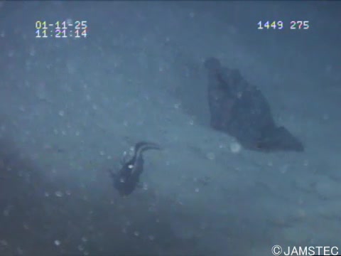 BIO-Trash Object Detection Dataset by Underwater object detection