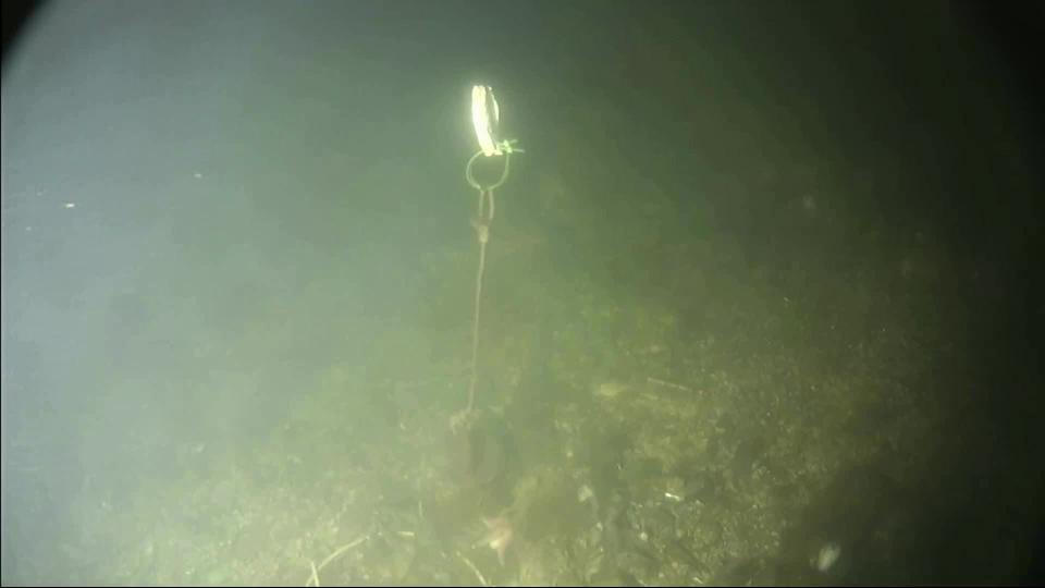 Final Object Detection Dataset By Underwater Object Detection