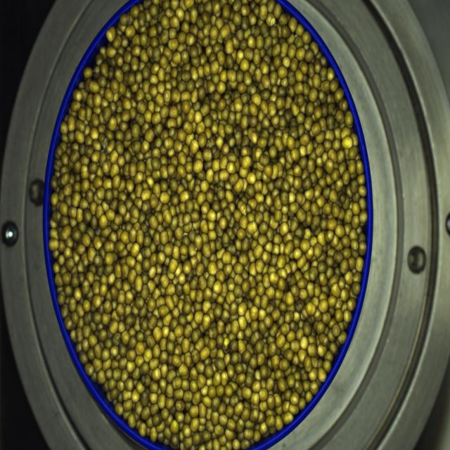 Caviar Instance Segmentation Dataset by JOy