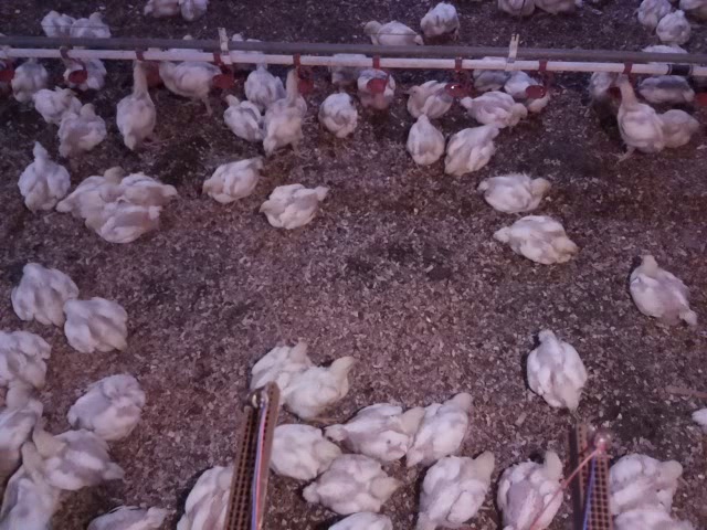 Broiler Detection Test 1 - Roboflow Universe