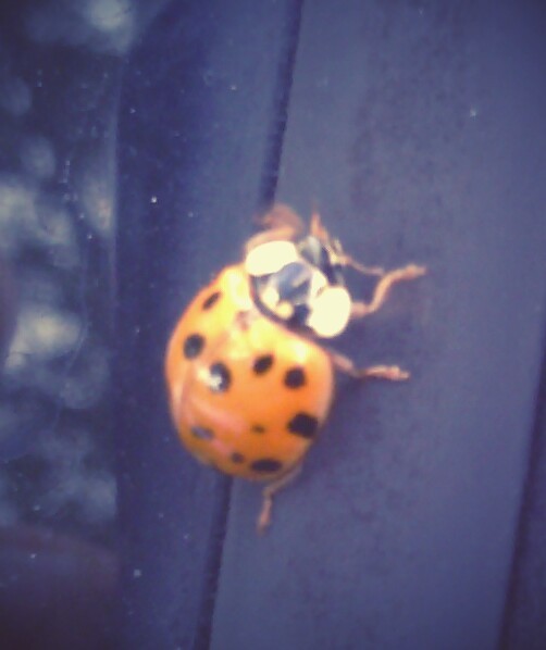 Ladybug Dataset Object Detection Dataset by LadyBug Identification