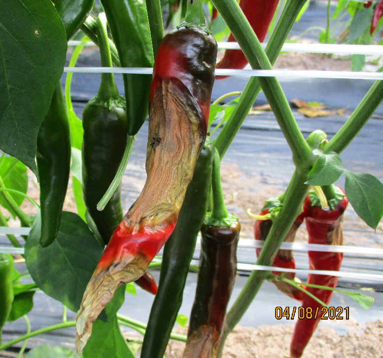 chili-disease Instance Segmentation Model by soo