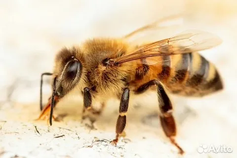 segm_bb Instance Segmentation Dataset and Pre-Trained Model by shir