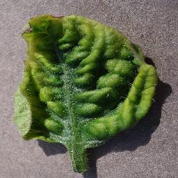 Leaf Deases Detection Instance Segmentation Dataset and Pre-Trained Model by Leaf Deases