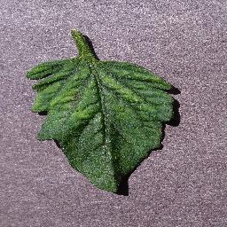 Leaf-Detection Classification Dataset and Pre-Trained Model by Leaf Deases