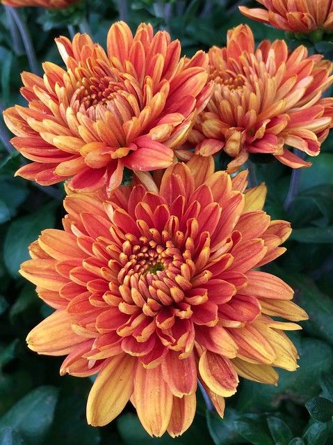 Object Detection For Flowers Dataset And Pre Trained Model By Object