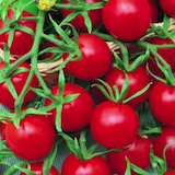 Tomato Tracker Object Detection Model by tomato