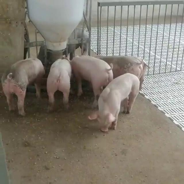 pig detection Object Detection Model by SekyuTech 1