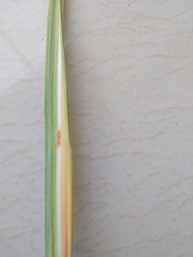 How to Use the sugarcane-leaf-diseases Object Detection API