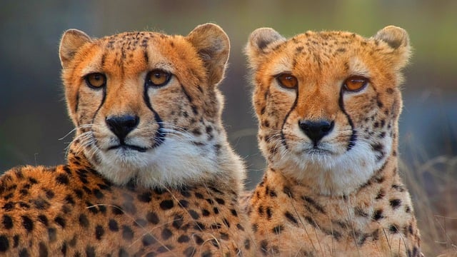 How to Use the Wildlife animals Object Detection API