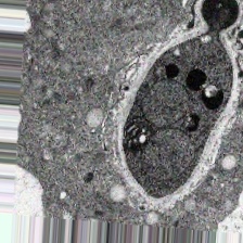 Rod Bacteria Detection Object Detection Dataset by Microbe classification