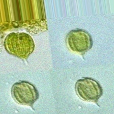 Microalgae detection Object Detection Dataset by Microbe classification