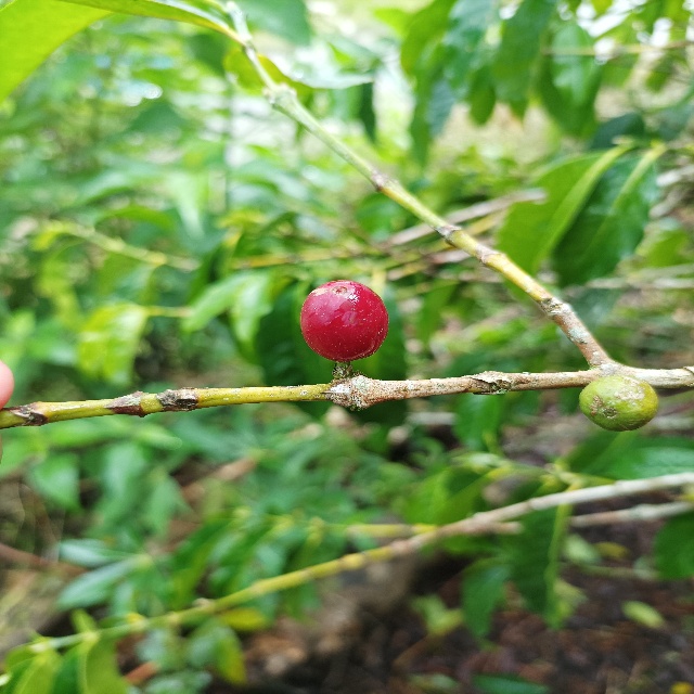 buah kopi Object Detection Dataset by usu