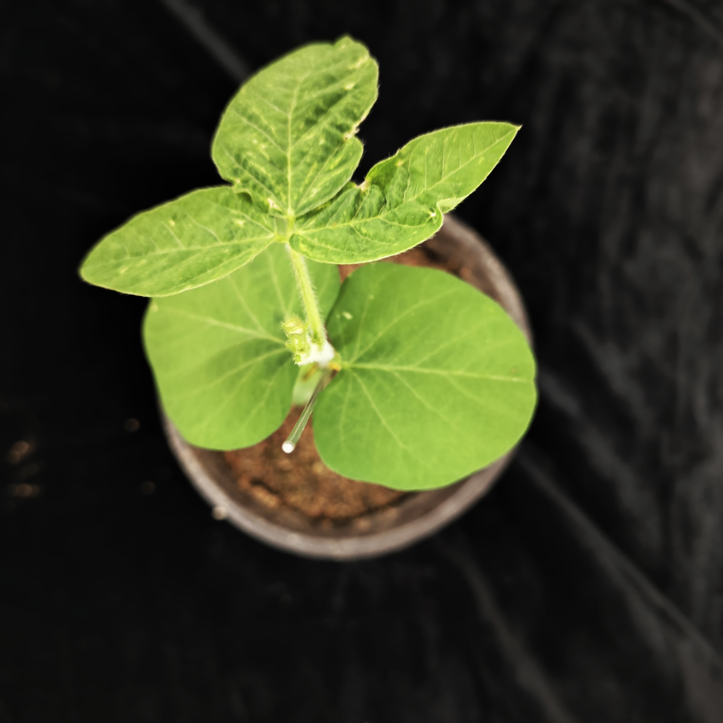 Soybean Instance Segmentation Dataset And Pre Trained Model By Project