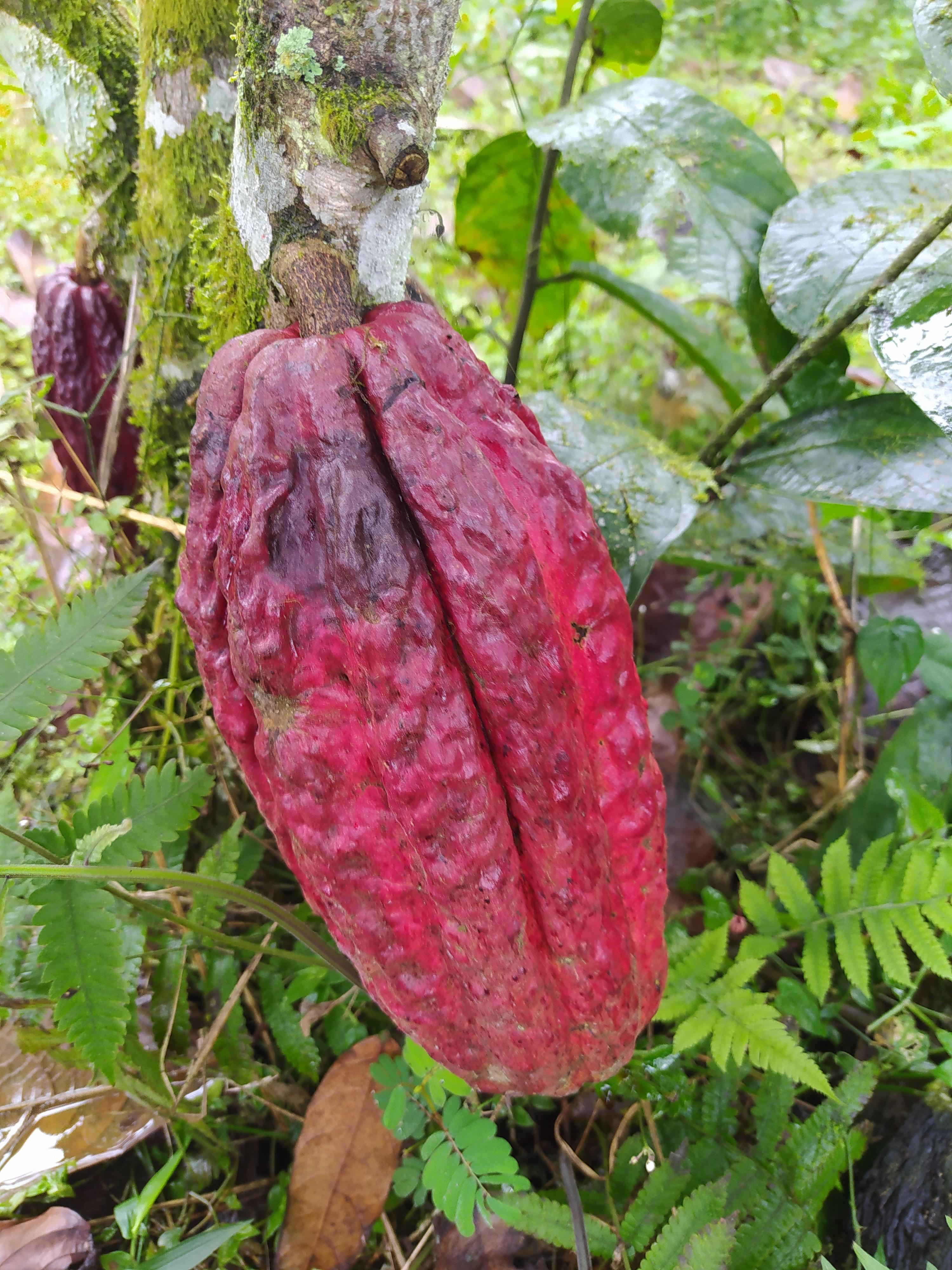 Enfermedades Cacao Object Detection Model by TESISFINALV2