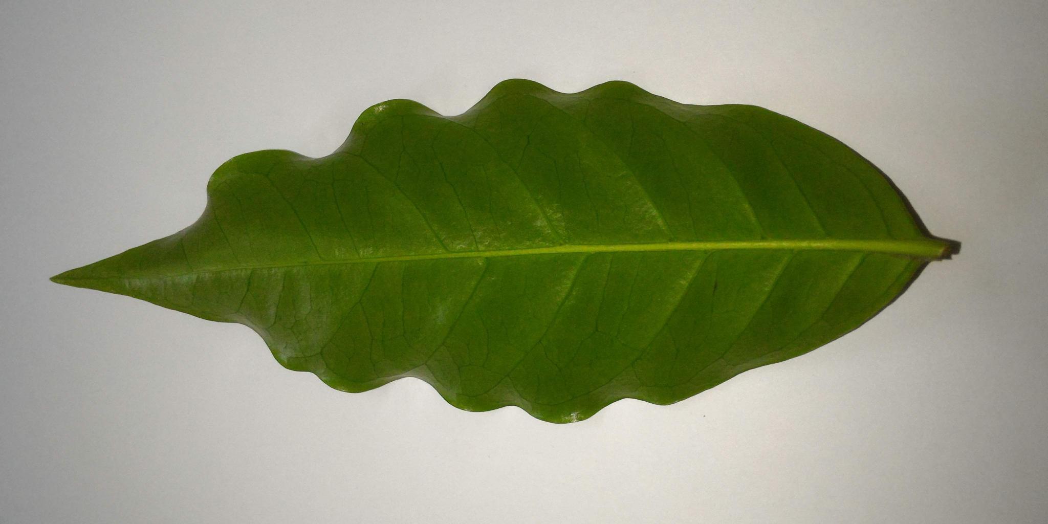 Coffee Leaf Instance Segmentation Dataset by Project