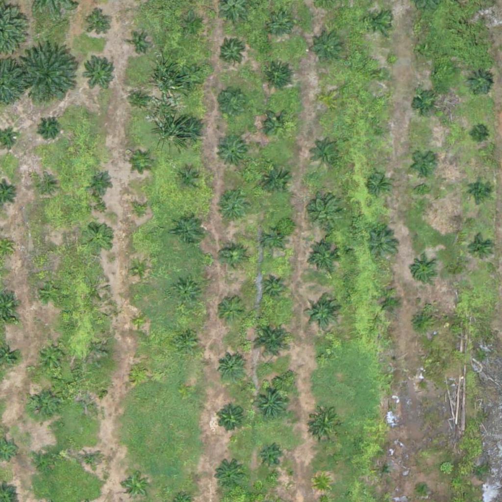 trees_labeling Object Detection Dataset by labeltrees
