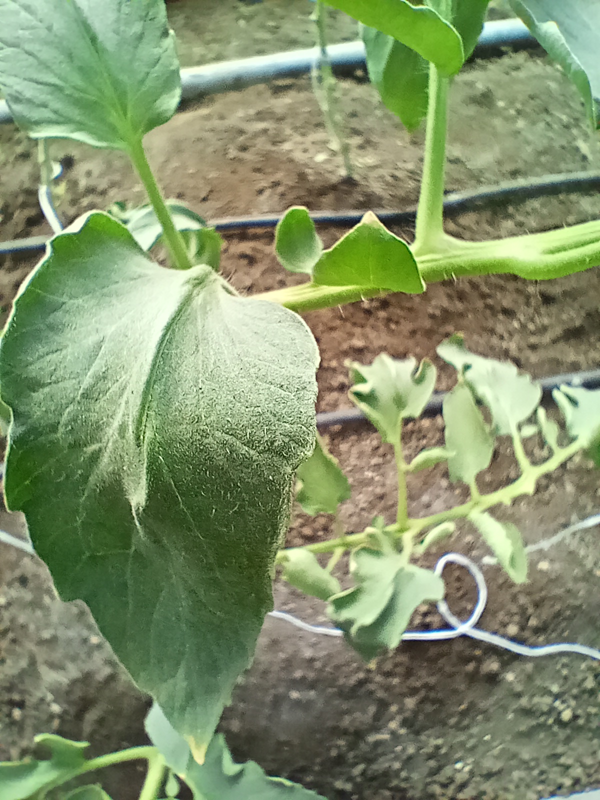 Leaf Image Classification Roboflow Universe