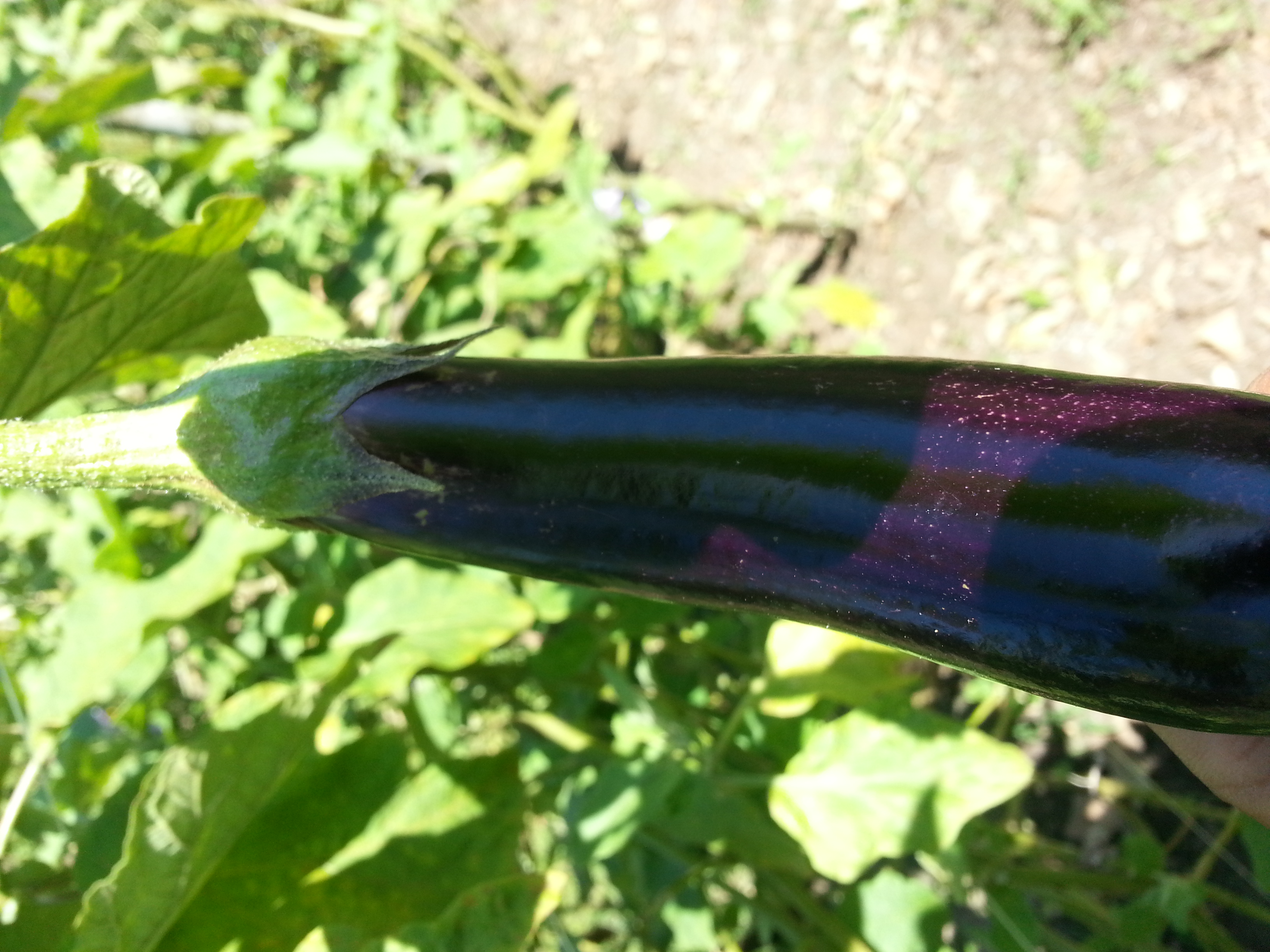 eggplant fruit disease using yolov7 Object Detection Model by BISU