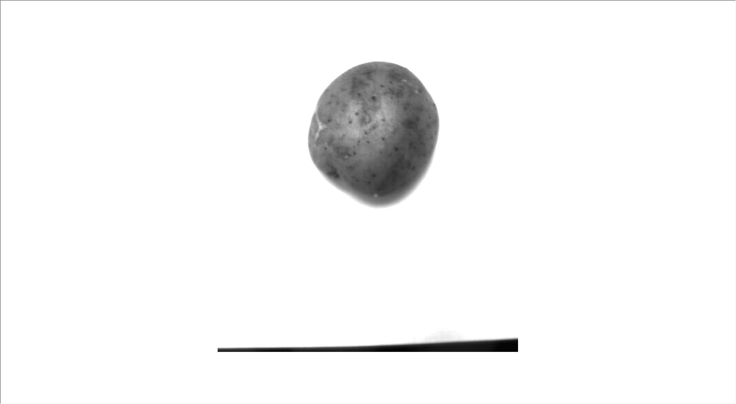 Potato-500 Object Detection Dataset by Alexey Kutyrev