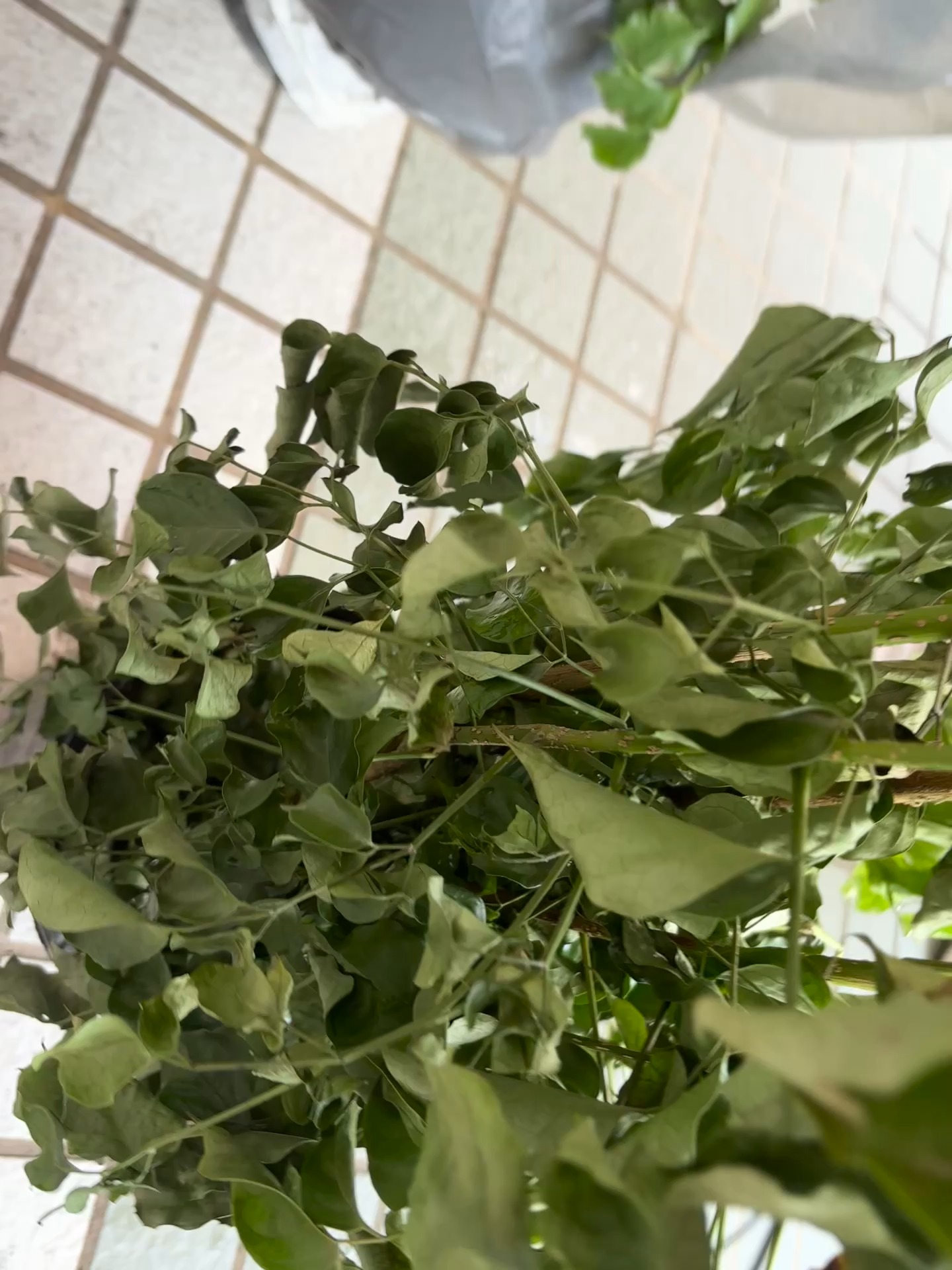 Leaf Disease Rgb Object Detection Dataset And Pre Trained Model By Ai Tree