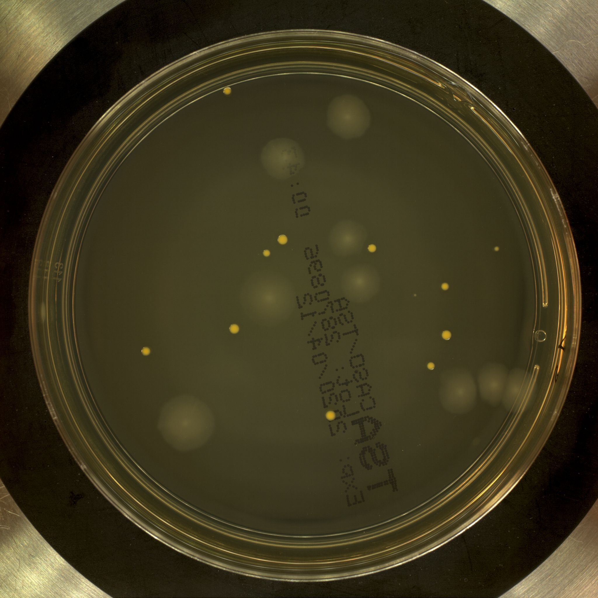 Microbial_Colony_Detection Object Detection Dataset and Pre-Trained ...