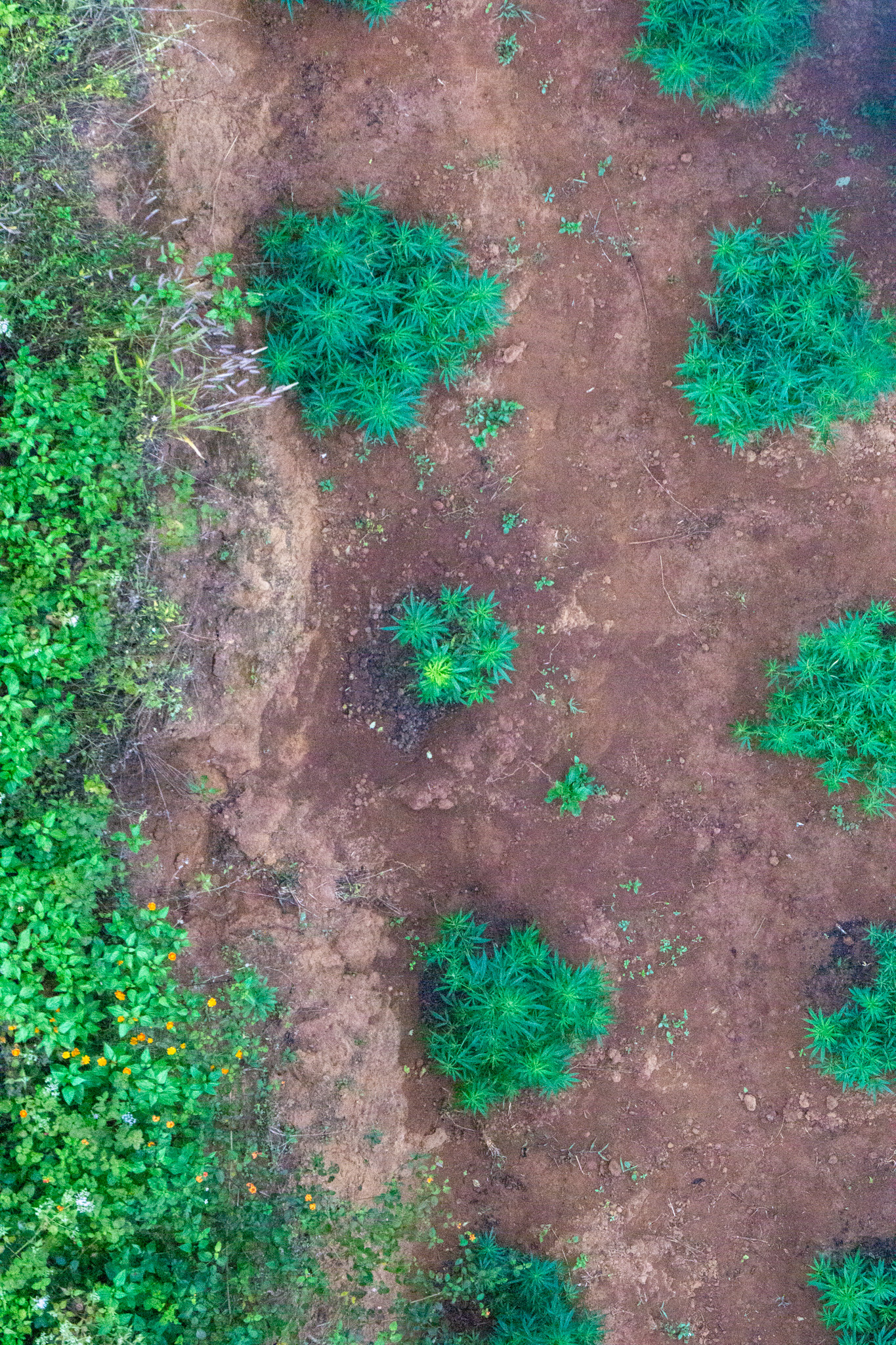 Weed Object Detection Model By Test