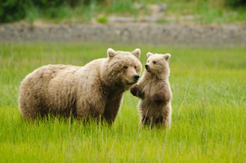 animals Object Detection Model by Wildanimal