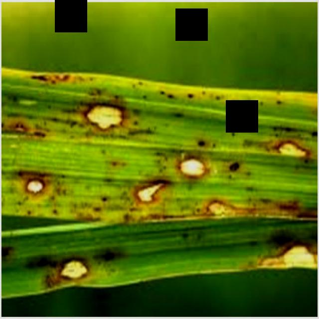 Rice Pest Disease Detection Object Detection Dataset And Pre Trained