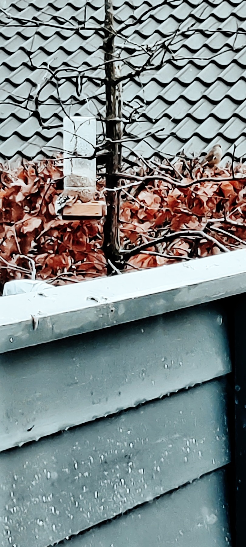 birdy Object Detection Dataset by Birdproject