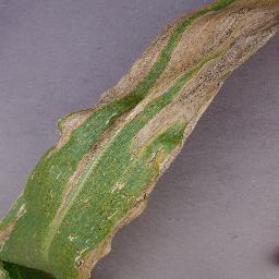 corn leaf diseases Classification Dataset by sion pardosi