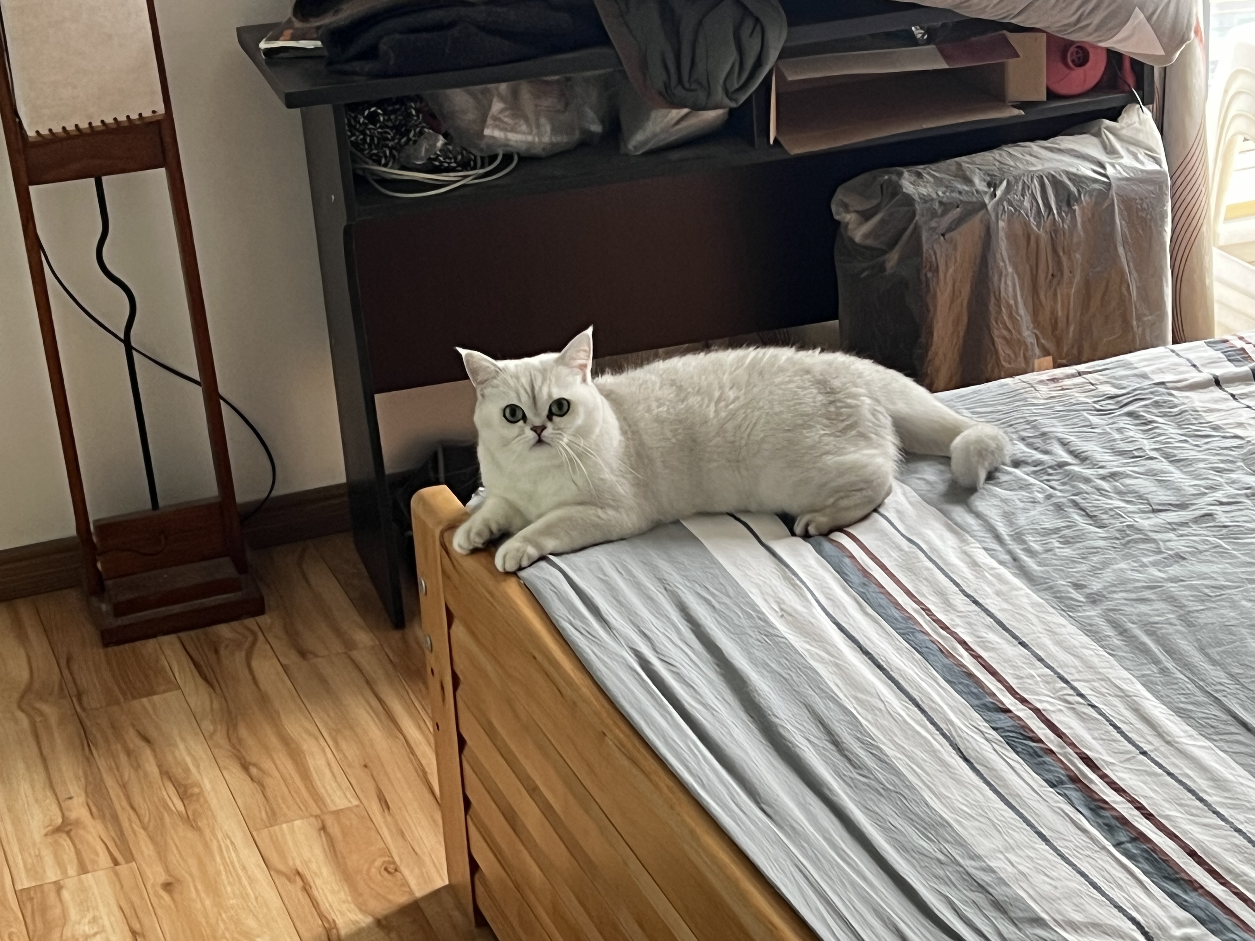 cat yuki and Bubu Object Detection Dataset and Pre-Trained Model by ...