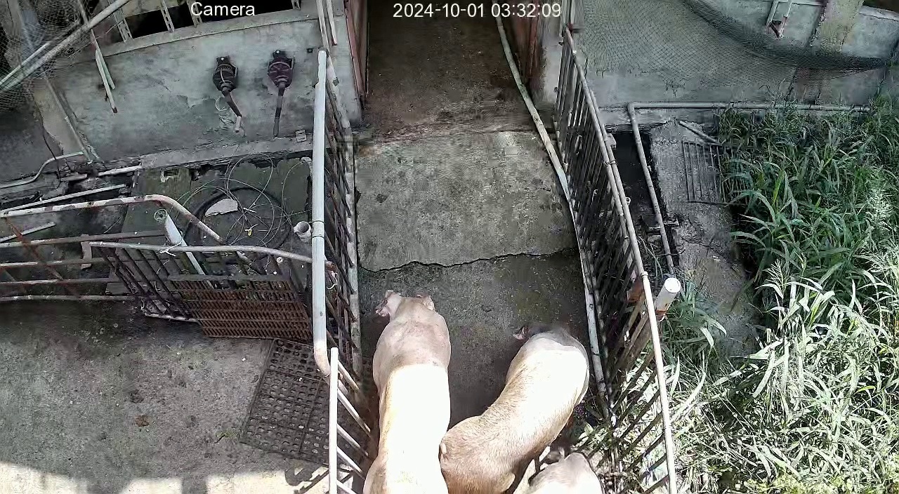 Pig_detector_1.0 Object Detection Dataset and Pre-Trained Model by Jhedai Things