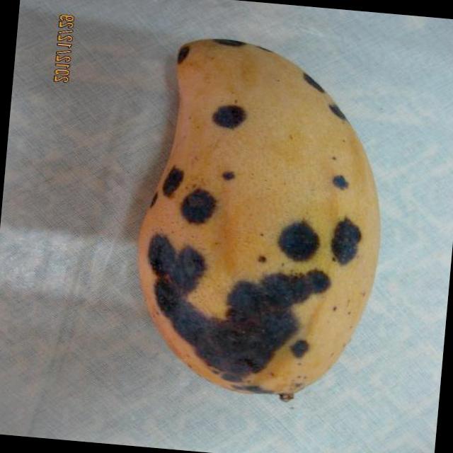 via to coco Object Detection Dataset by FYP Mango