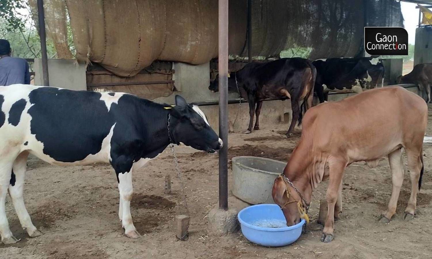 Cow Breeds Object Detection Dataset And Pre Trained Model By Cowbreed