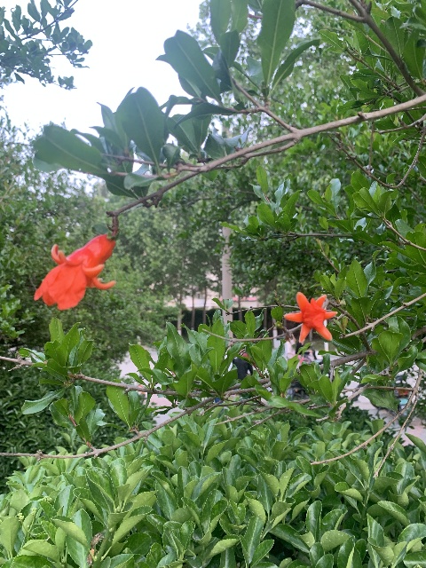 Pomegranate det Object Detection Model by East West University