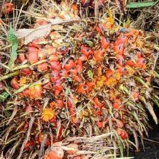 palm oil fruit Object Detection Dataset by palm oil fruit