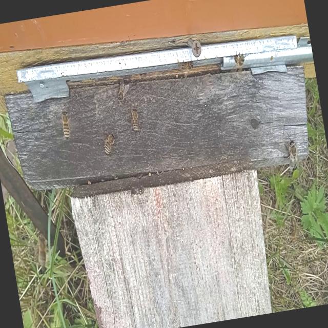 Tinyml Bee Counting Object Detection Dataset And Pre Trained Model By