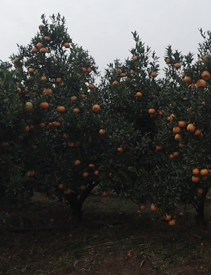 Smart-AgriTech Object Detection Model by NUST