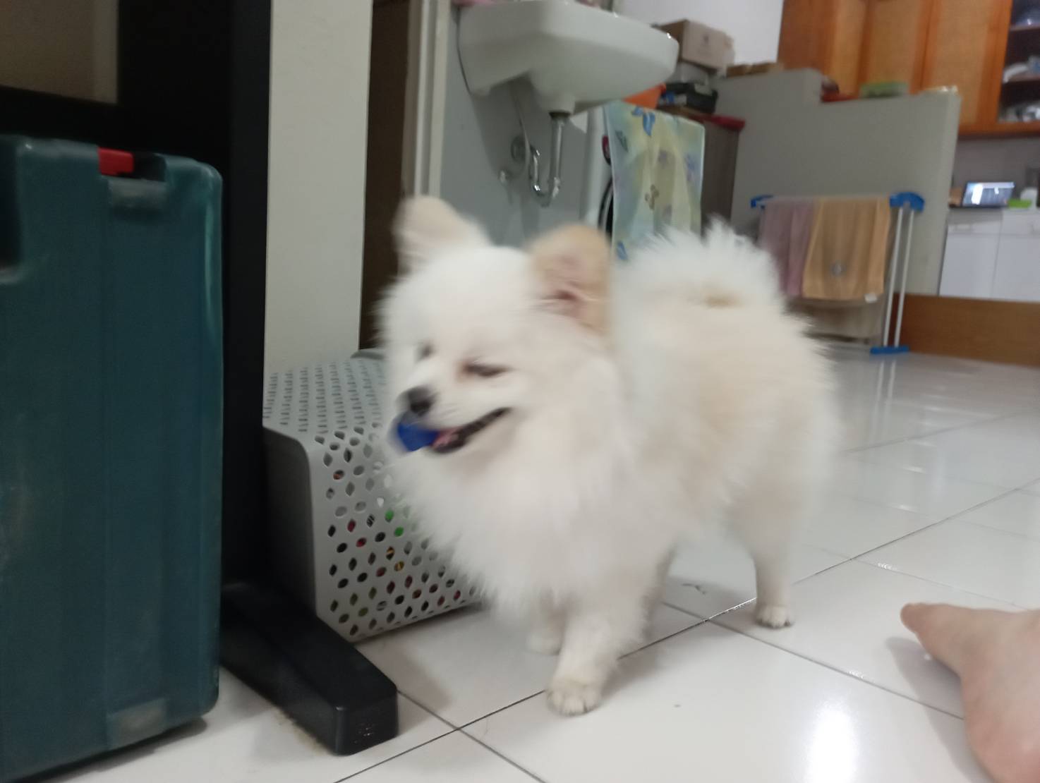 TensorToby Object Detection Dataset and Pre-Trained Model by Jovan