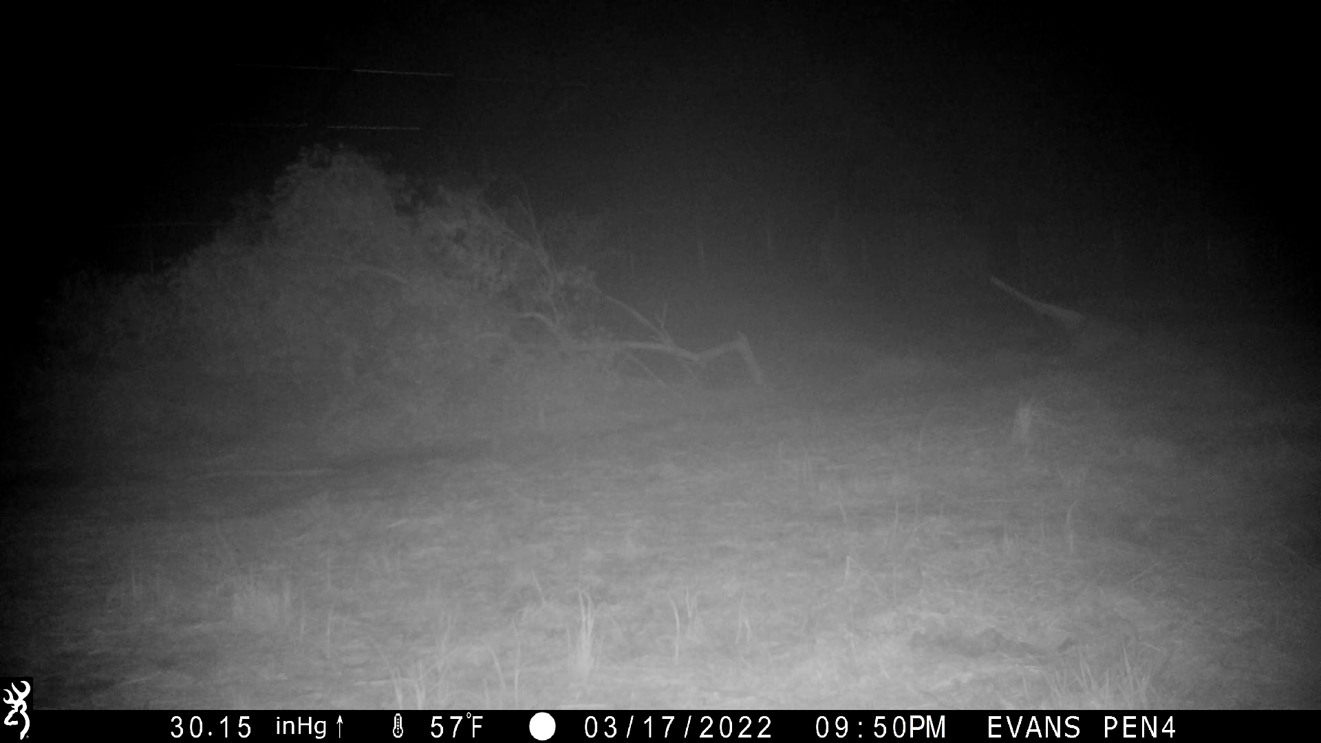 Wolves Finder Object Detection Dataset and Pre-Trained Model by Senior ...