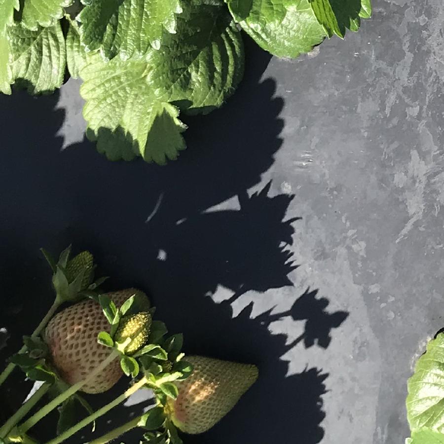 Strawberry Dataset Object Detection Dataset By Research Thesis Datasets