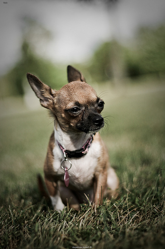 Chihuahua vs Muffin Object Detection Model by tina