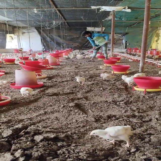 Poultry Litter Tracking Object Detection Dataset By Project1
